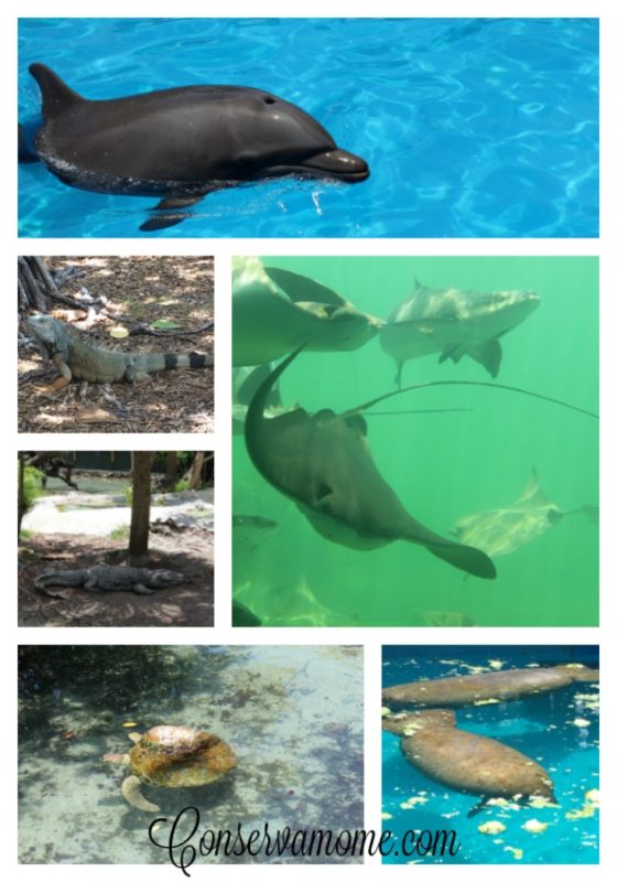 4 Reasons to Visit Miami Seaquarium - ConservaMom