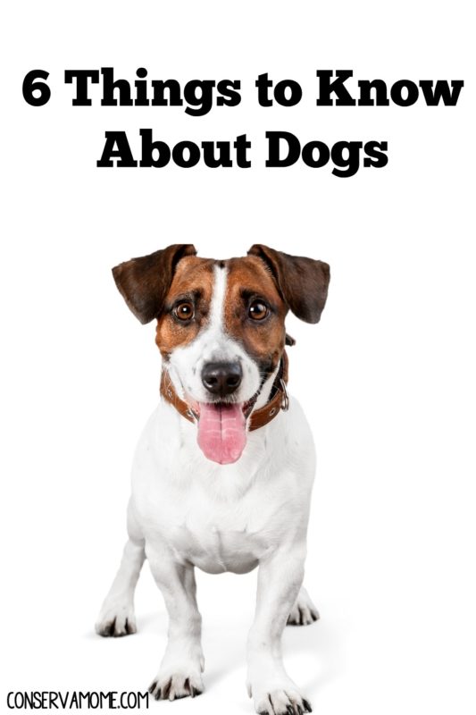 6 Things to Know About Dogs - ConservaMom