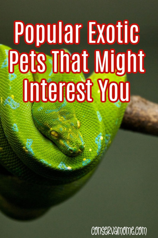Popular Exotic Pets That Might Interest You - ConservaMom