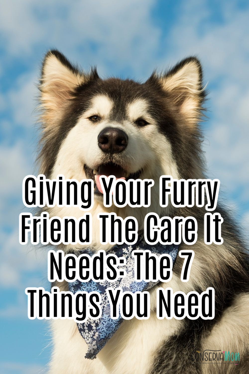 Give Your Furry Friend The Care It Needs: The 7 Things You Need ...