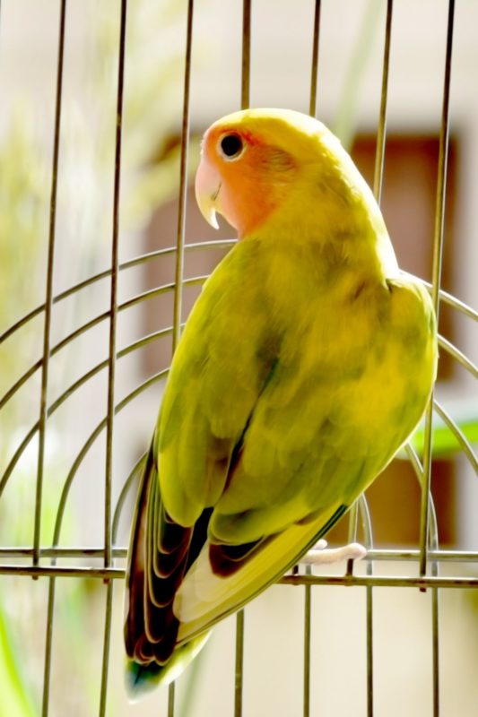 Tips for Keeping Birds as Pets - ConservaMom