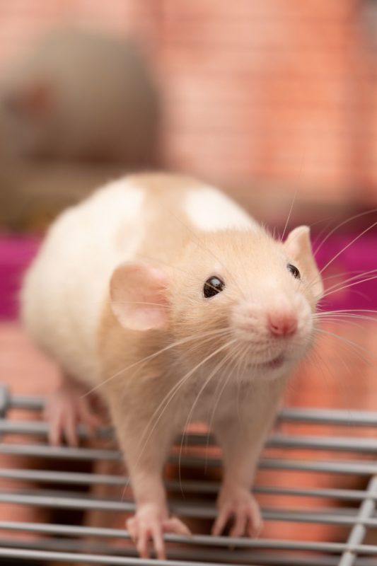 Important Things To Know If You Have A Pet Rat - ConservaMom
