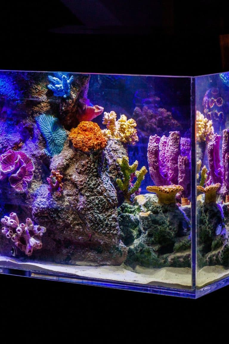 Most Beautiful Fish Species To Add To Your Fish Tank