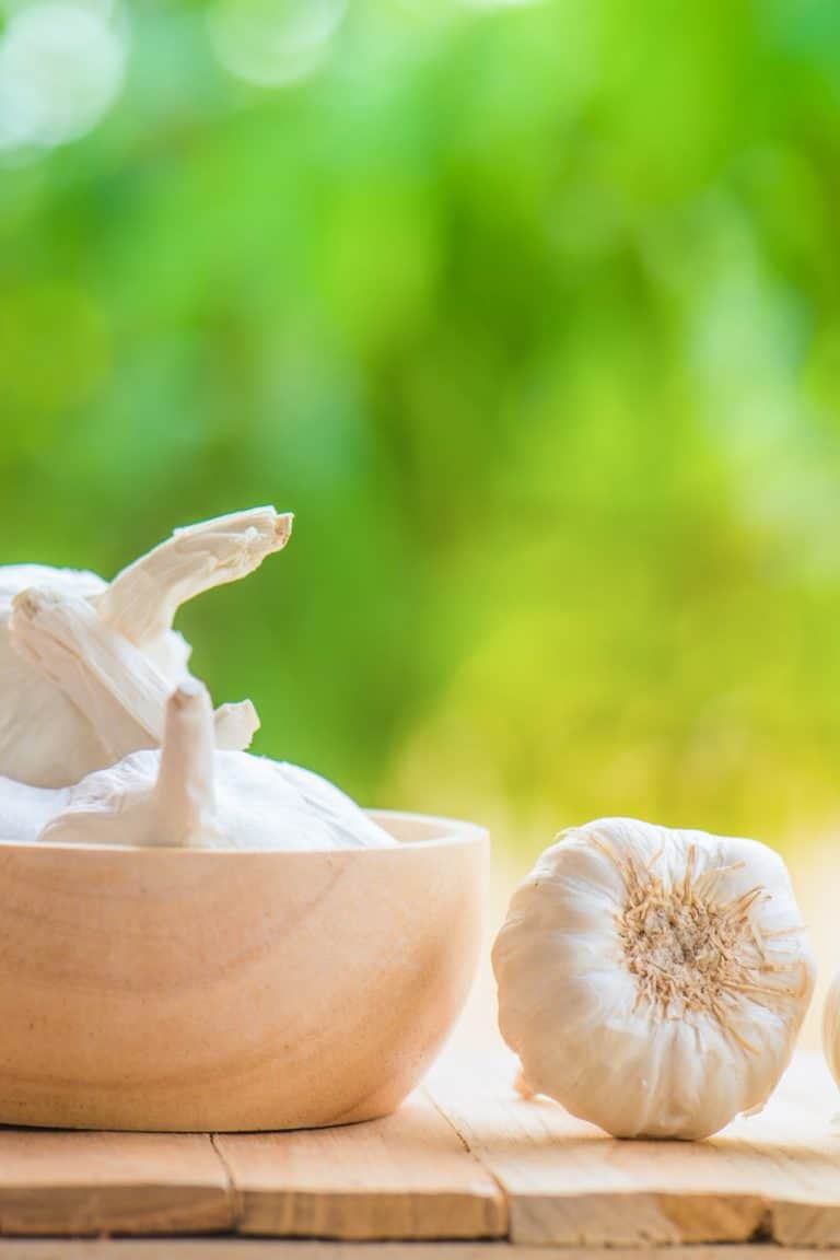 Attitudes Towards Garlic In History - ConservaMom