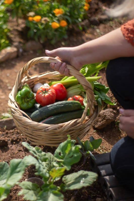 Maintain Your Garden Properly With These 4 Easy Suggestions