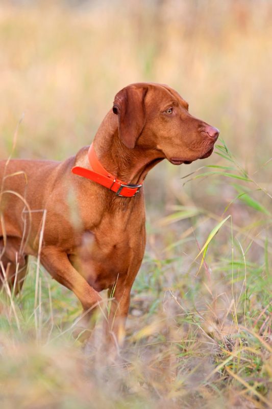 Understanding and Managing Your Dog's Prey Drive - ConservaMom