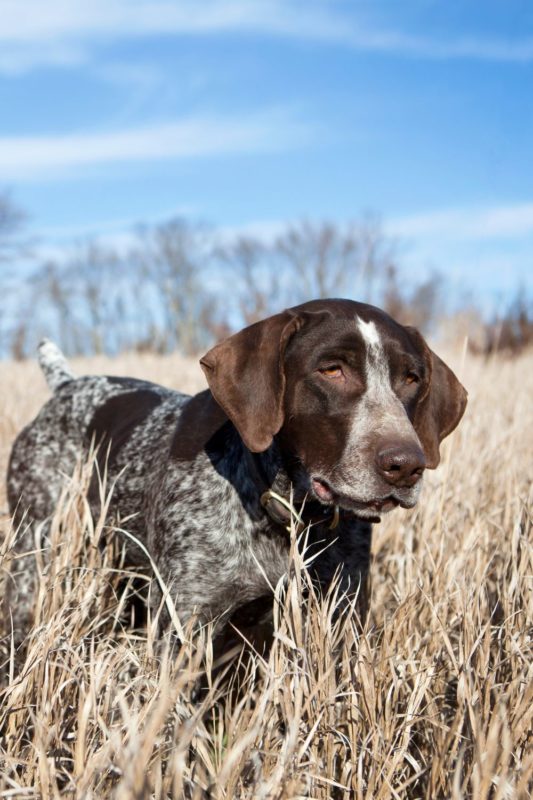 Understanding and Managing Your Dog's Prey Drive - ConservaMom