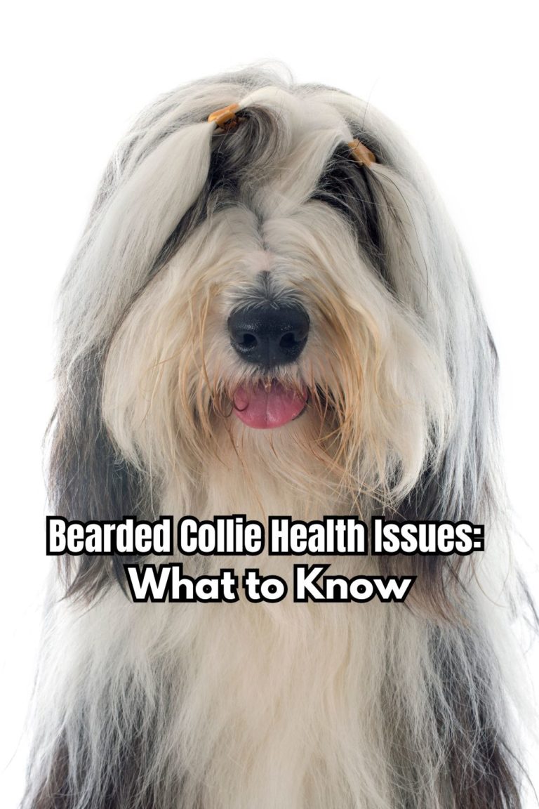 Bearded Collie Health Issues: What to Know - ConservaMom