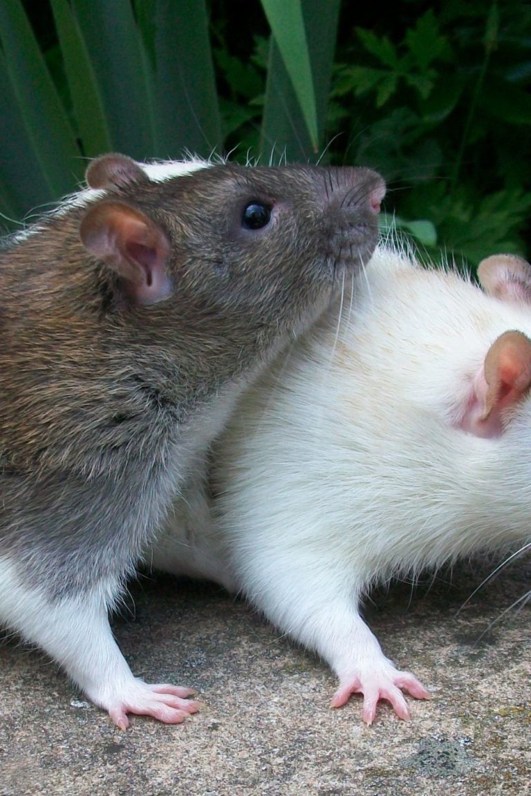 The Effective Strategies for Rat Control and Prevention in Urban Areas ...