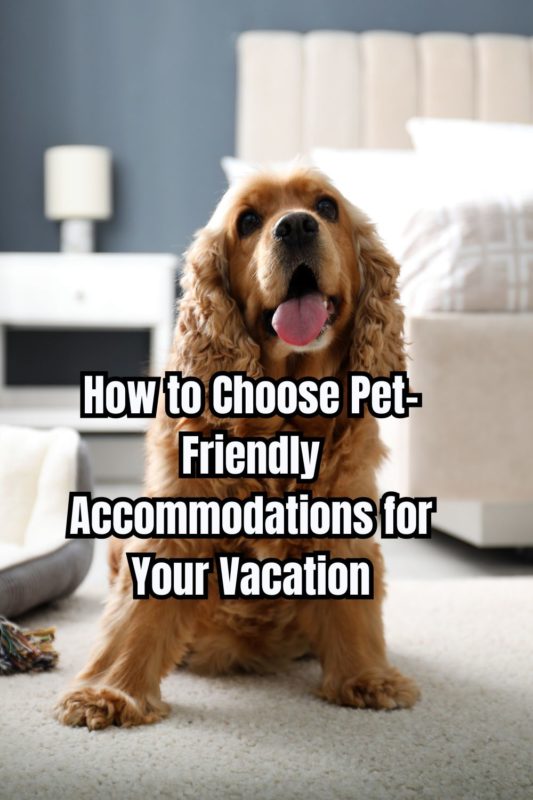 How to Choose Pet-Friendly Accommodations for Your Vacation - ConservaMom