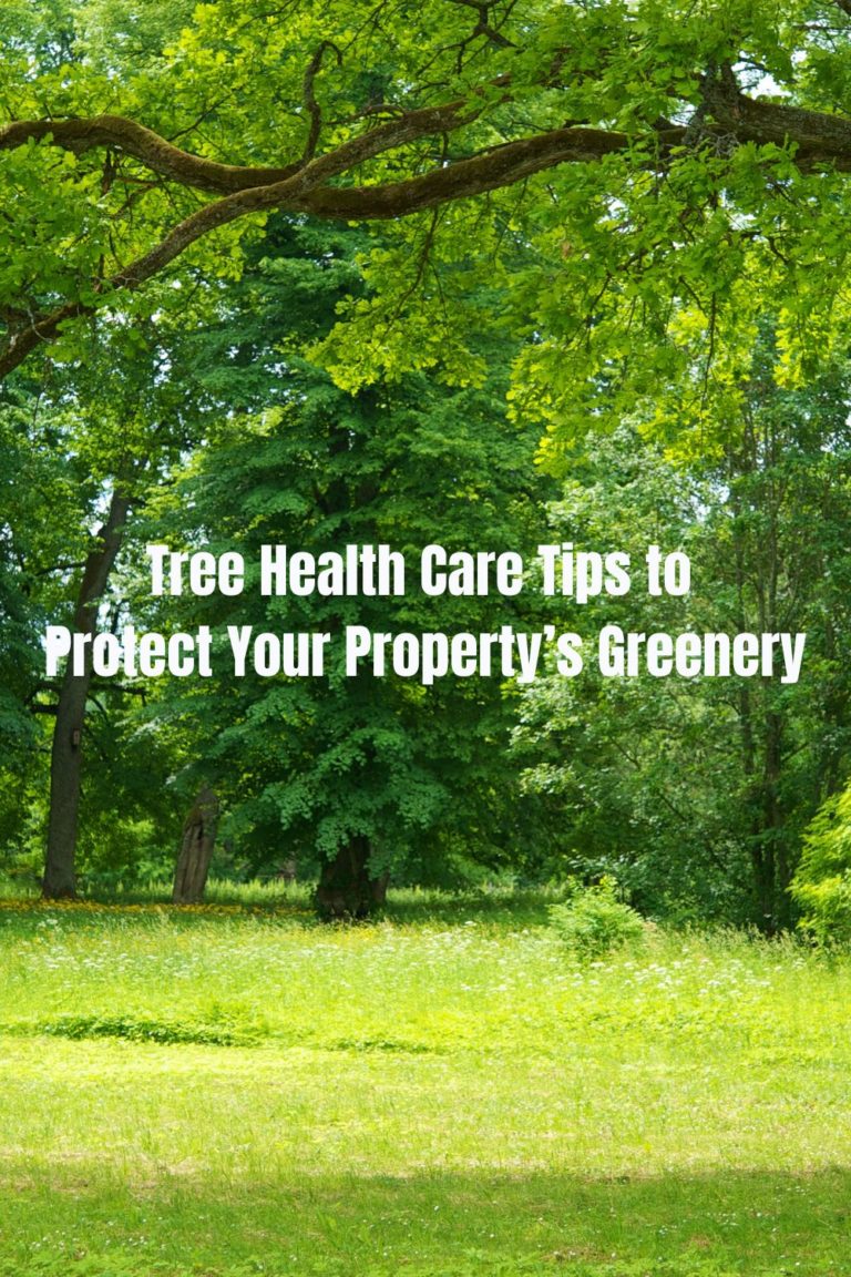 Tree Health Care Tips to Protect Your Property’s Greenery - ConservaMom