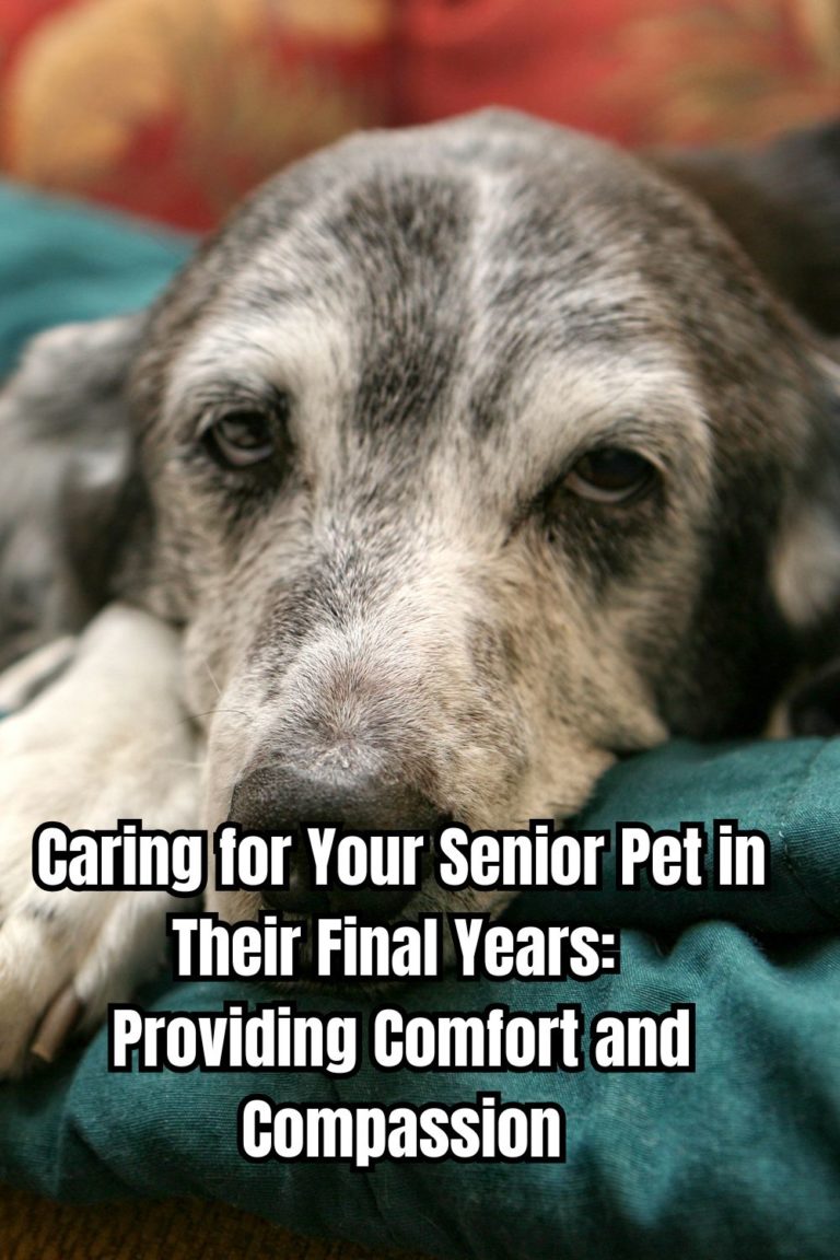 Caring for Your Senior Pet in Their Final Years: Providing Comfort and ...