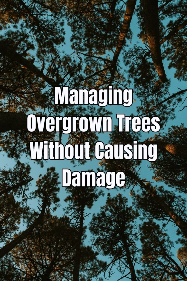 Managing Overgrown Trees Without Causing Damage - ConservaMom