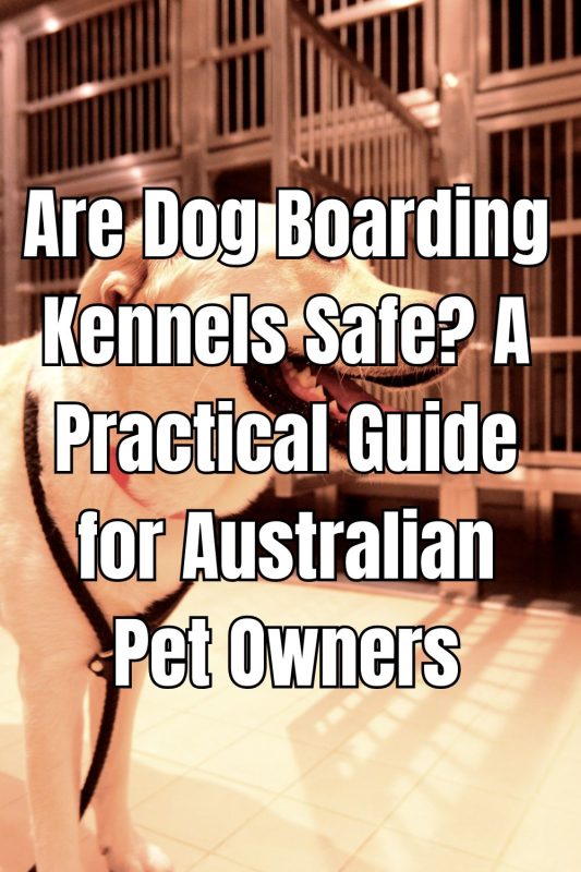 Are Dog Boarding Kennels Safe? A Practical Guide for Australian Pet ...